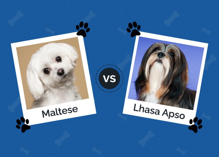 Lhasa Apso: Breed Info, Pictures, Puppies, Traits & Facts | Hepper Pet ...