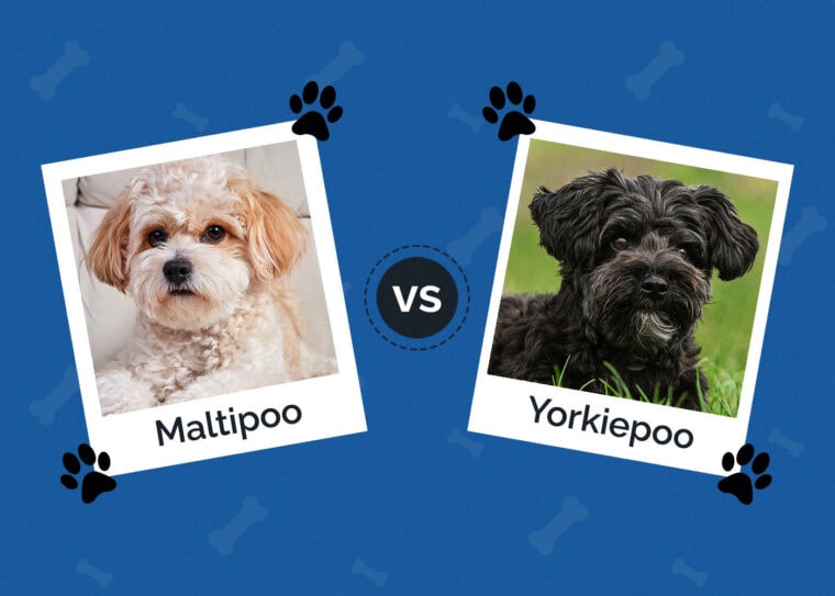 Maltipoo vs Yorkiepoo: Differences & Similarities (With Pictures ...
