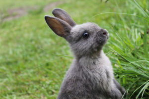 11 Exotic and Rare Rabbit Breeds (With Info & Pictures) | Hepper Pet ...