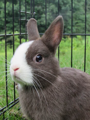 25 Types of Pet Rabbits (With Info & Pictures) | Hepper Pet Resources