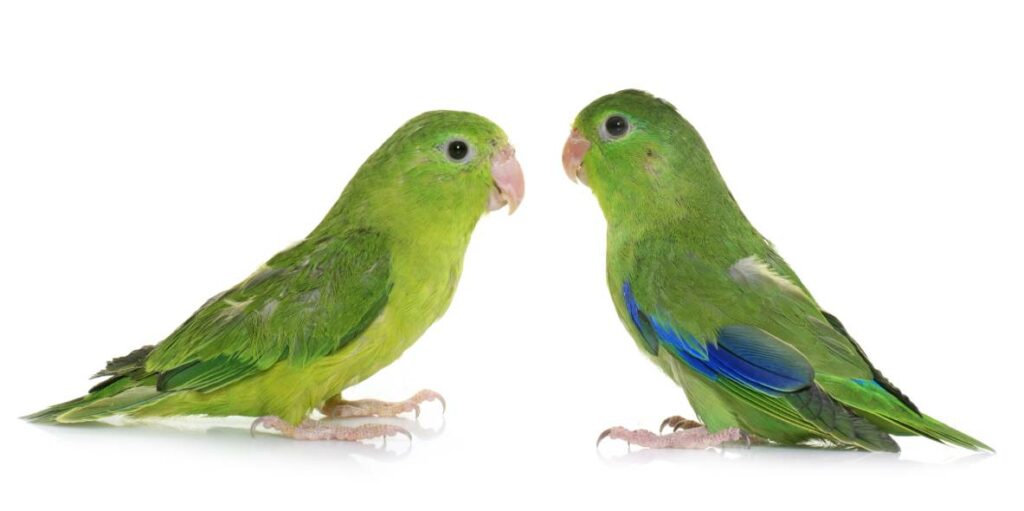 8 Awesome Green Pet Bird & Parrot Species (With Info & Pictures ...