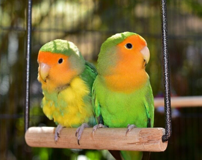 21 Types of Parrots: Info, Pictures & History | Hepper Pet Resources
