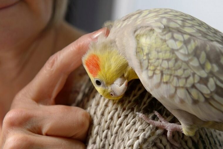 10 Best Parrots for Beginners: Pictures, Facts & History | Hepper Pet ...