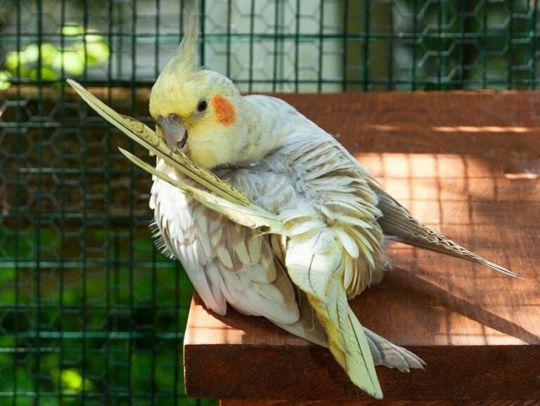 What Cage Size for a Cockatiel Do I Need? Vet-Reviewed Requirements ...
