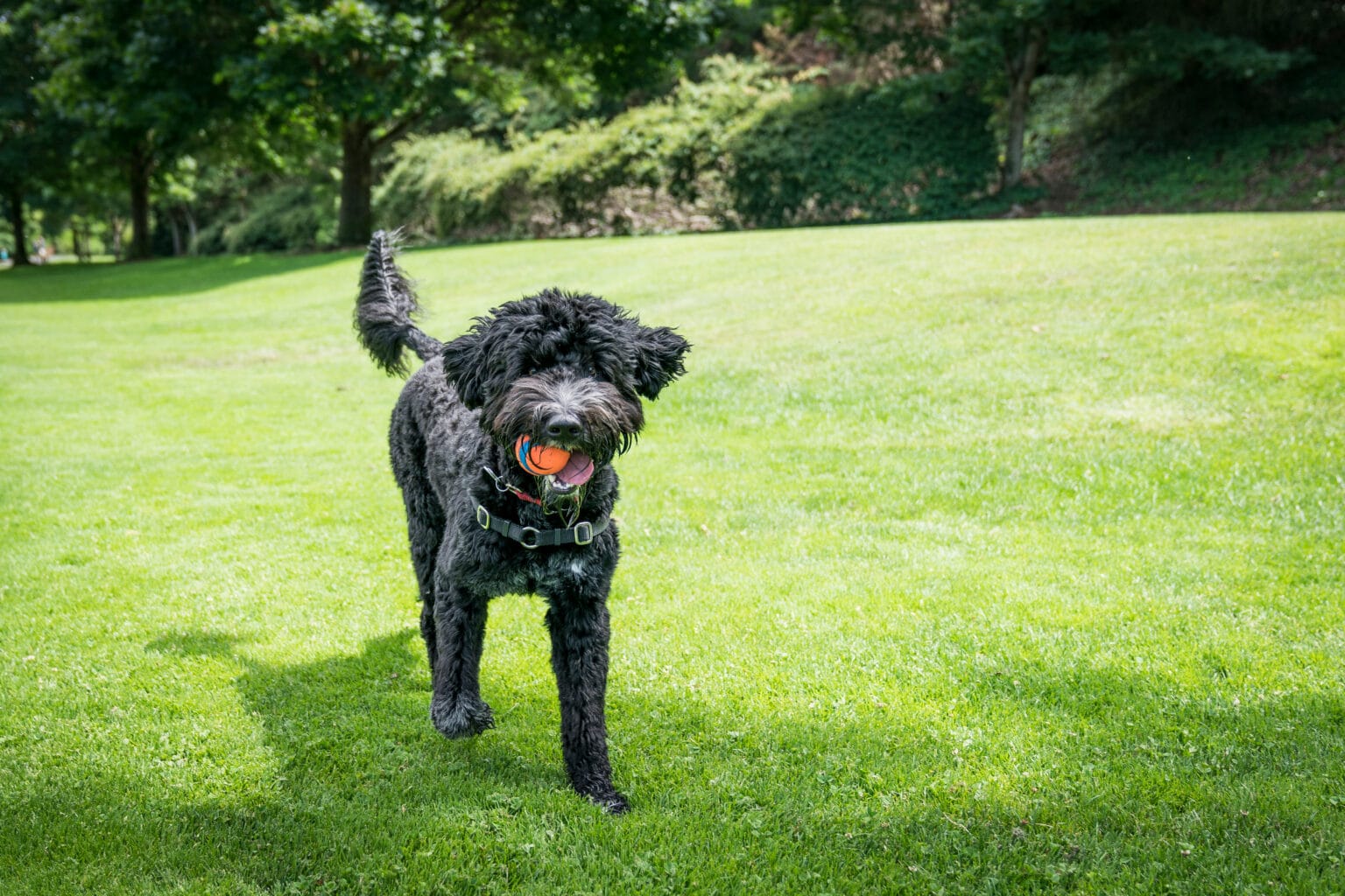 10 Portuguese Water Dog Mixes (With Pictures) | Hepper Pet Resources