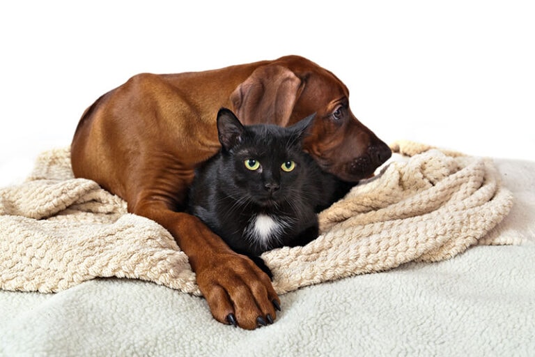 Are Rhodesian Ridgebacks Good With Cats? Socialization & Training Tips ...