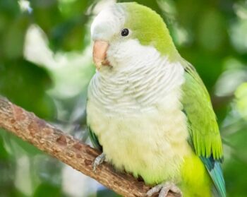 9 Parakeet Sounds & Their Meanings (With Audio) | Hepper Pet Resources