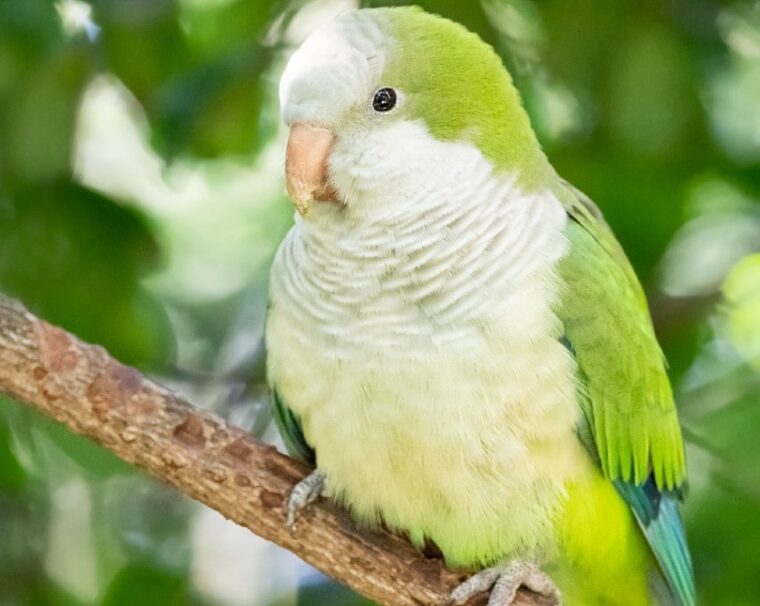 8 Amazing Talking Pet Birds You Can Bring Home Today | Hepper Pet Resources