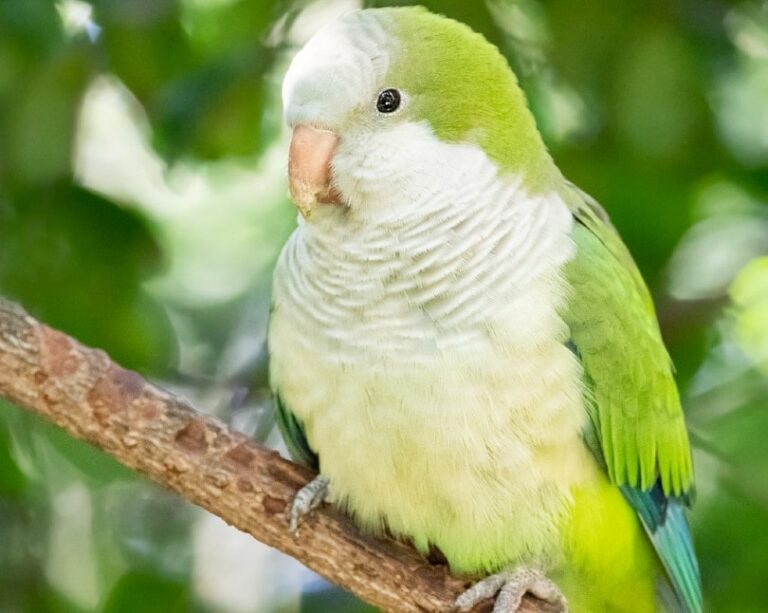 9 Parakeet Sounds & Their Meanings (With Audio) | Hepper Pet Resources