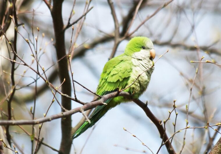 10 Blue Pet Birds & Parrot Species You Can Bring Home (With Info ...