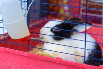 How Rabbits Drink Water: Bowl vs Bottle (Vet Reviewed Differences ...