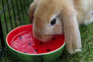 How Rabbits Drink Water: Bowl vs Bottle (Vet Reviewed Differences ...
