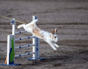 How High Can a Pet Rabbit Jump? The Interesting Answer | Hepper Pet ...