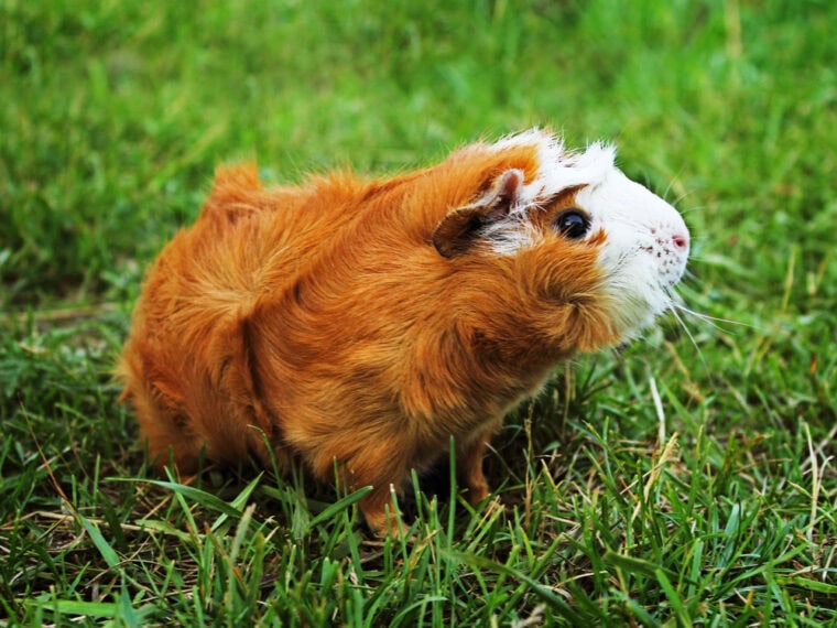 Abyssinian Guinea Pig Breed: Info, Pictures, Temperament & Traits | Hepper Pet Resources