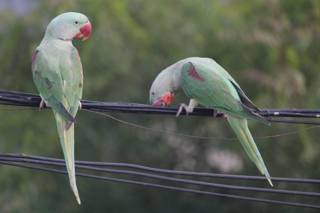 8 Awesome Green Pet Bird & Parrot Species (With Info & Pictures ...
