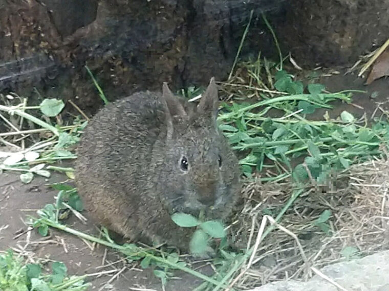 11 Exotic and Rare Rabbit Breeds (With Info & Pictures) | Hepper Pet ...