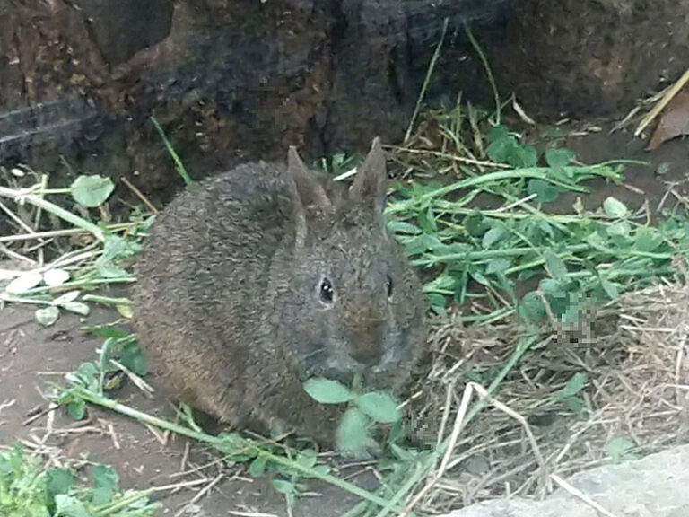11 Exotic and Rare Rabbit Breeds (With Info & Pictures) | Hepper Pet ...