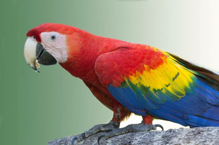 9 Largest Pet Parrot Breeds: Info, Pictures, Facts & History | Hepper ...