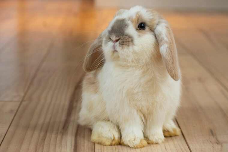 How Smart Are Pet Rabbits? Smartest Breeds & FAQs | Hepper Pet Resources