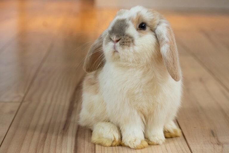 24 Small Rabbit Breeds (With Info & Pictures) | Hepper Pet Resources