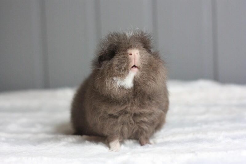 18 Guinea Pig Breeds: Info, Pictures & Lifespan | Hepper Pet Resources