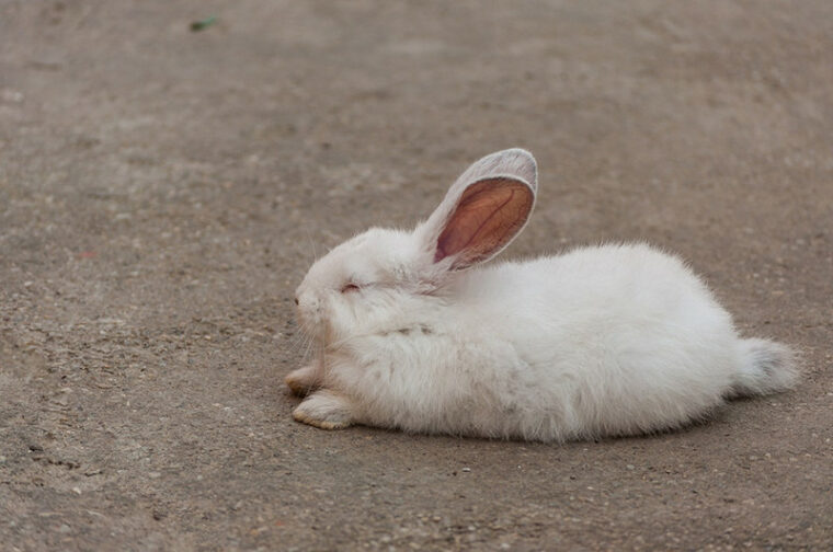 How Do Rabbits Sleep? Our Vet Explains | Hepper Pet Resources