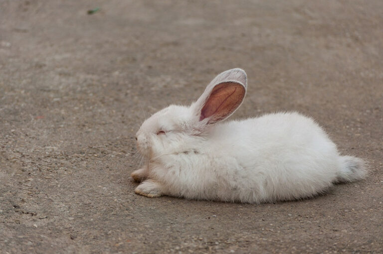 How Do Rabbits Sleep? Our Vet Explains | Hepper Pet Resources