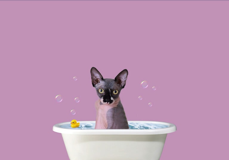 9 Best Kitten Shampoos - 2026 Reviews & Top Picks | Hepper Pet Resources