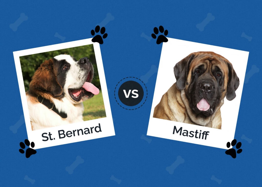 St Bernard vs Mastiff: Key Differences (With Pictures) | Hepper Pet ...