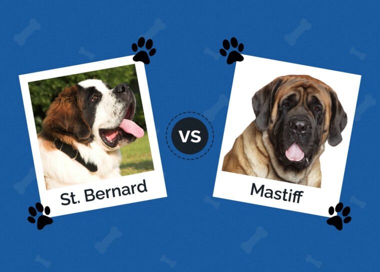 St Bernard vs Mastiff: Key Differences (With Pictures) | Hepper Pet ...