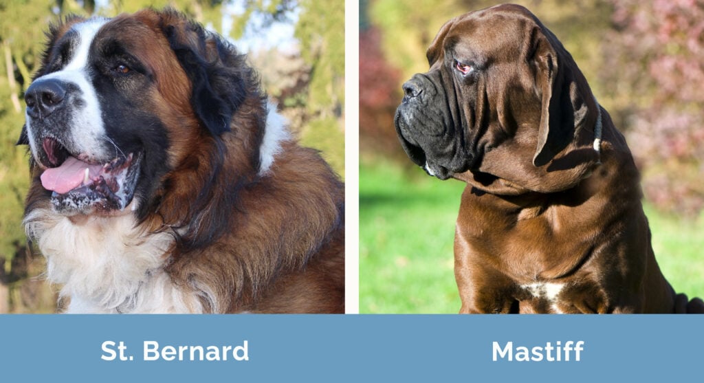 St Bernard vs Mastiff: Key Differences (With Pictures) | Hepper Pet ...