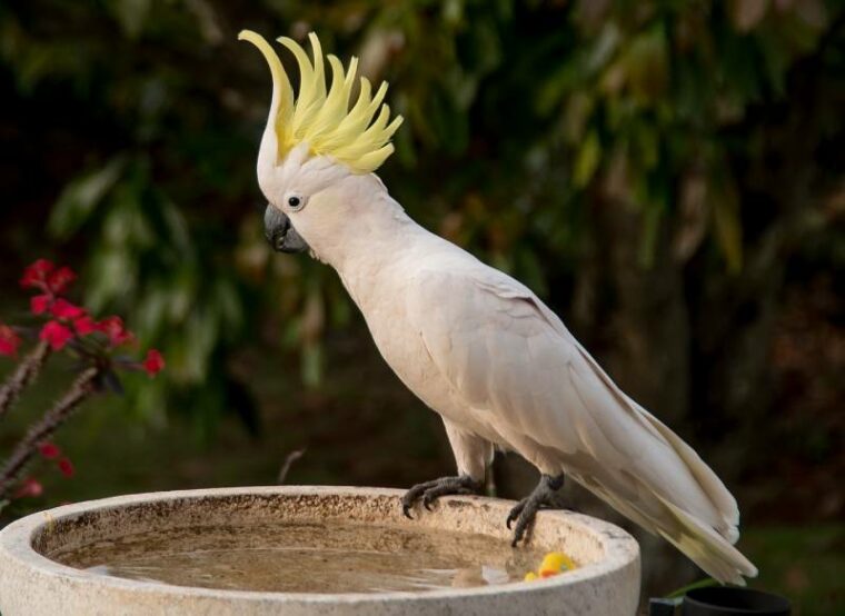 15 Types of Tropical Pet Birds & Where They Can Live (With Info ...