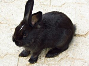 23 Black Rabbit Breeds (With Info & Pictures) | Hepper Pet Resources