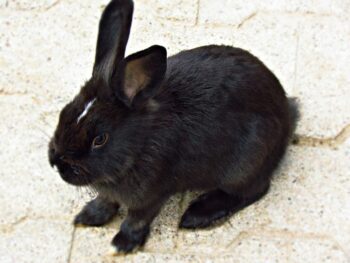 23 Black Rabbit Breeds (With Info & Pictures) | Hepper Pet Resources