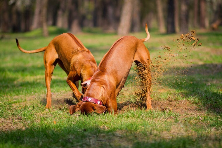 7 Rhodesian Ridgeback Pros & Cons: What to Know Before You Get One ...