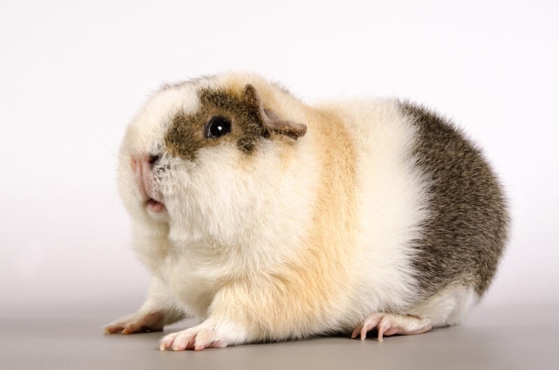 18 Guinea Pig Breeds: Info, Pictures & Lifespan | Hepper Pet Resources