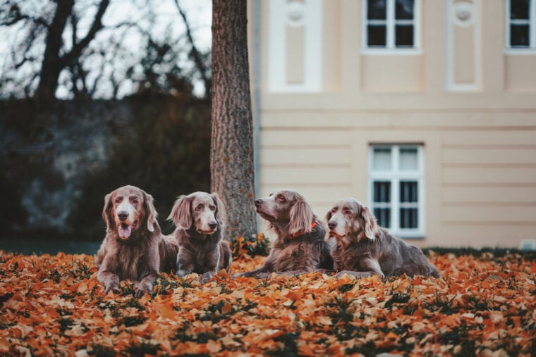 Long Haired Weimaraner: Info, Pictures, Personality, & Facts | Hepper ...