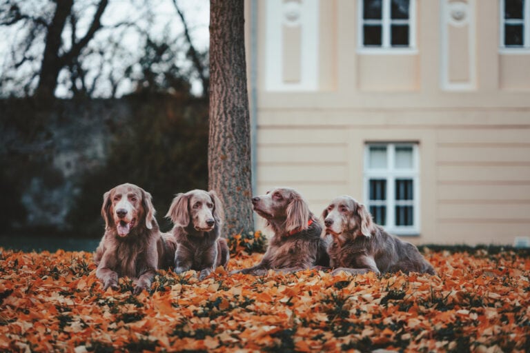 Long Haired Weimaraner: Info, Pictures, Personality, & Facts | Hepper ...