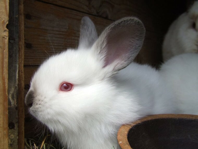 Can Rabbits See Colors? Vet-Appproved Eye Facts | Hepper Pet Resources
