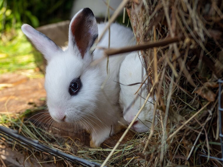 Blanc De Hotot Rabbit: Pictures, Care Guide, Lifespan & Traits | Hepper ...