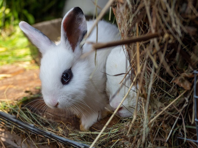 11 Exotic and Rare Rabbit Breeds (With Info & Pictures) | Hepper Pet ...
