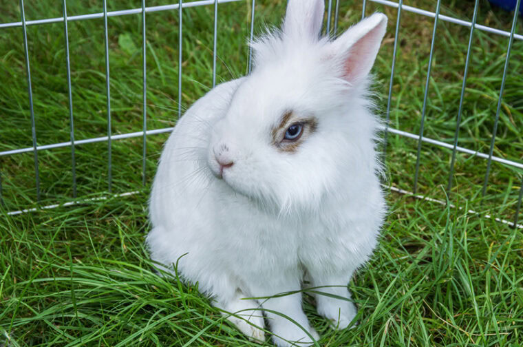 12 Types of Dwarf Rabbits (With Info & Pictures) | Hepper Pet Resources