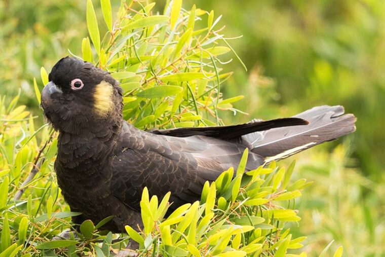 10 Black Pet Bird Species You Can Bring Home (With Info & Pictures ...