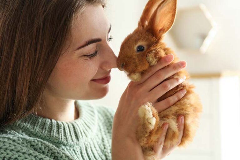 10 Friendliest Rabbit Breeds (With Info & Pictures) | Hepper Pet Resources