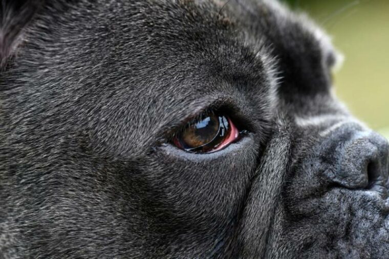 My Dog's Eye Is Red: Vet-Reviewed Advice & Recommendations | Hepper Pet ...