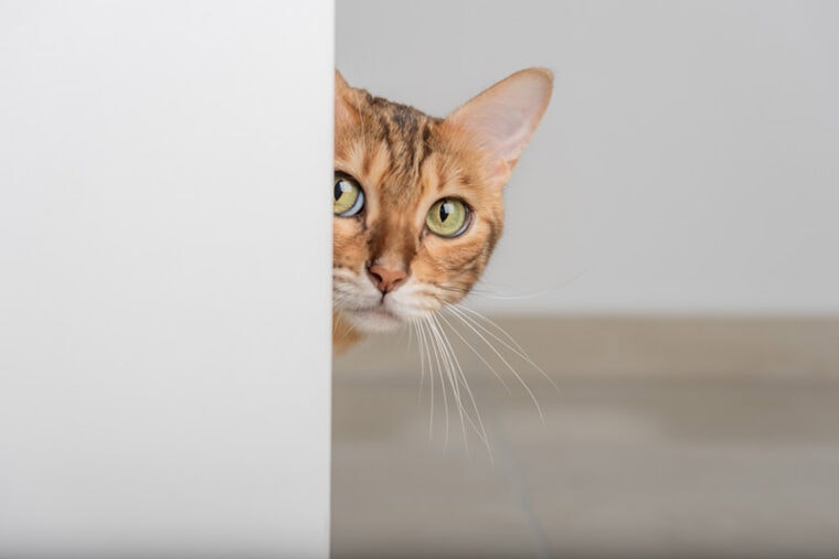 How to Keep a Cat Out of a Room: 9 Useful Tips & Tricks | Hepper Pet ...