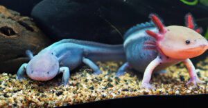 Where Did Axolotls Come From? Origin, History & Vet Approved Facts ...