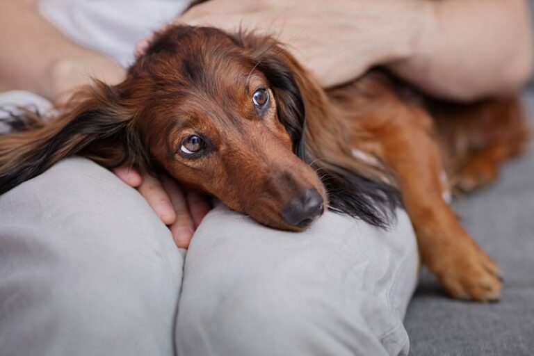 How to Surrender a Dog: 8 Critical Steps You Need to Know | Hepper Pet ...