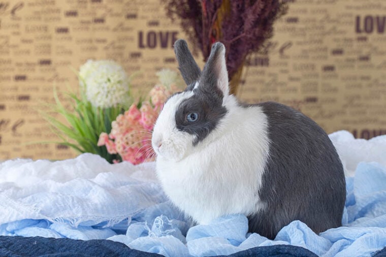 Dutch Rabbit: Pictures, Care Guide, Lifespan & Traits | Hepper Pet ...