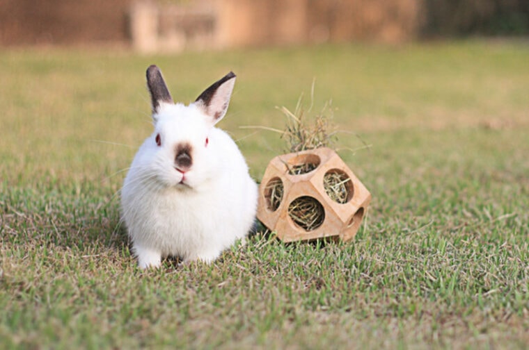 How Long Do Dwarf Rabbits Live as Pets? Vet Reviewed Lifespan, Data ...
